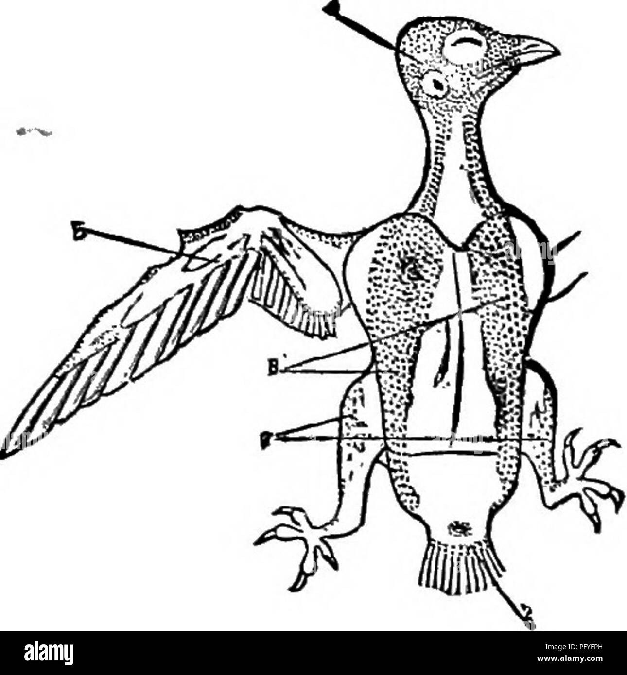 This comprehensive key provides detailed descriptions of all bird ...