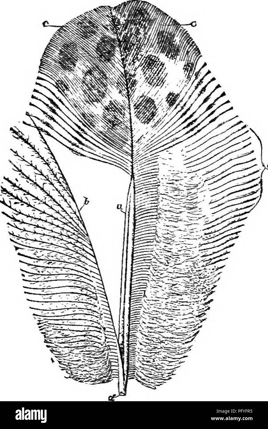 This key provides concise descriptions and classifications for all ...