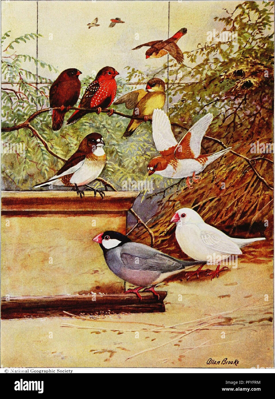 National Geographic Birds Flying