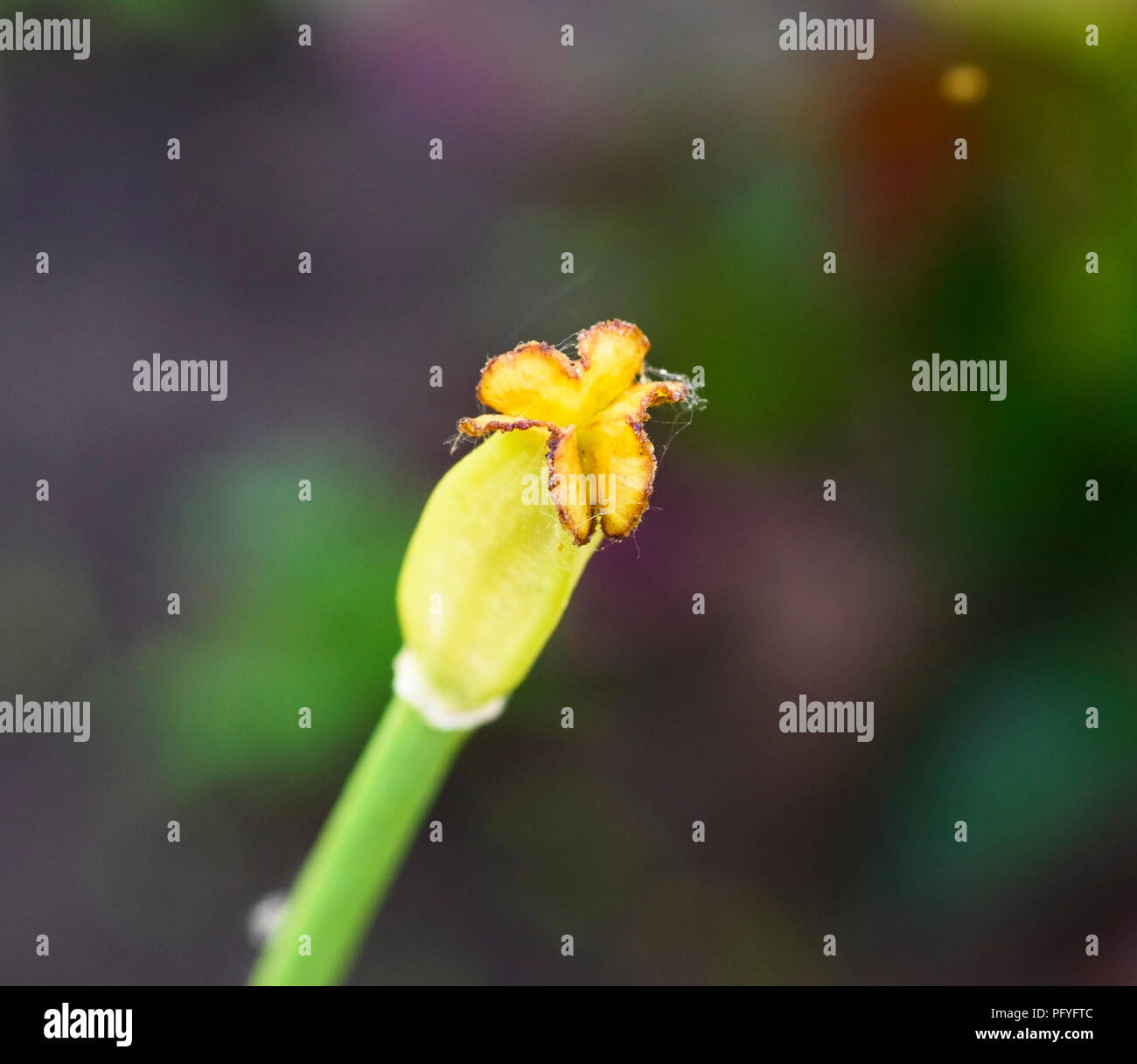 Pestle and stamen hi-res stock photography and images - Alamy