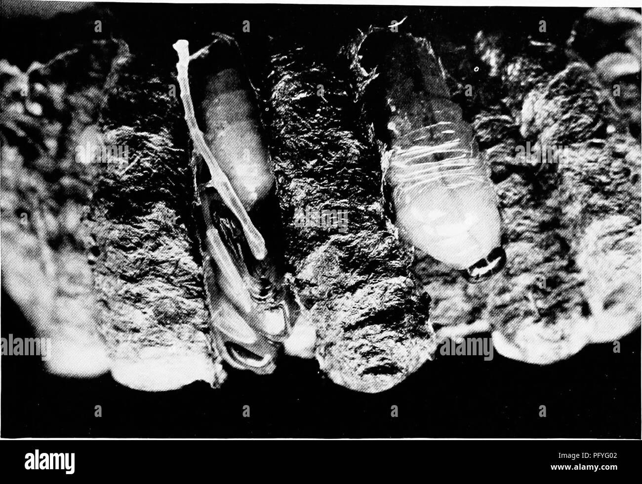 Wasp pupae Black and White Stock Photos & Images - Alamy