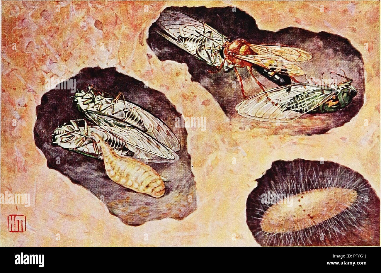 Cicada killer wasp hi-res stock photography and images - Alamy