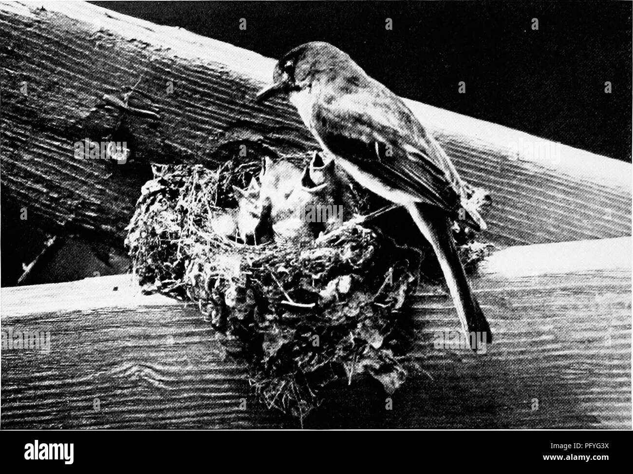 This article discusses the nesting habits of the phoebe bird ...