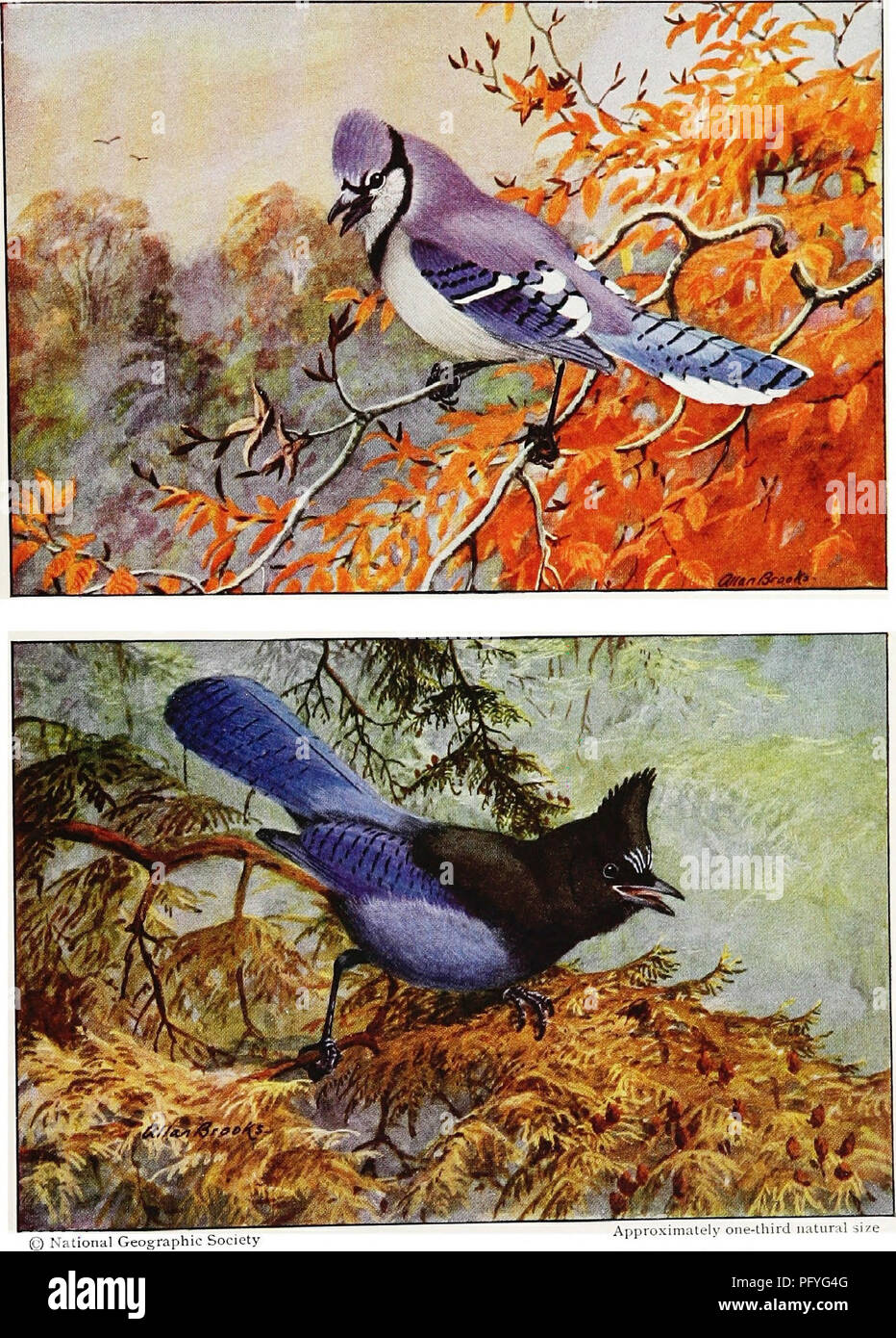 This article discusses various species of birds, focusing on the ...