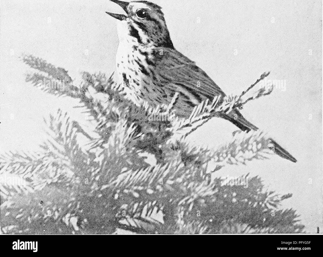 Dying sparrow Black and White Stock Photos & Images - Alamy
