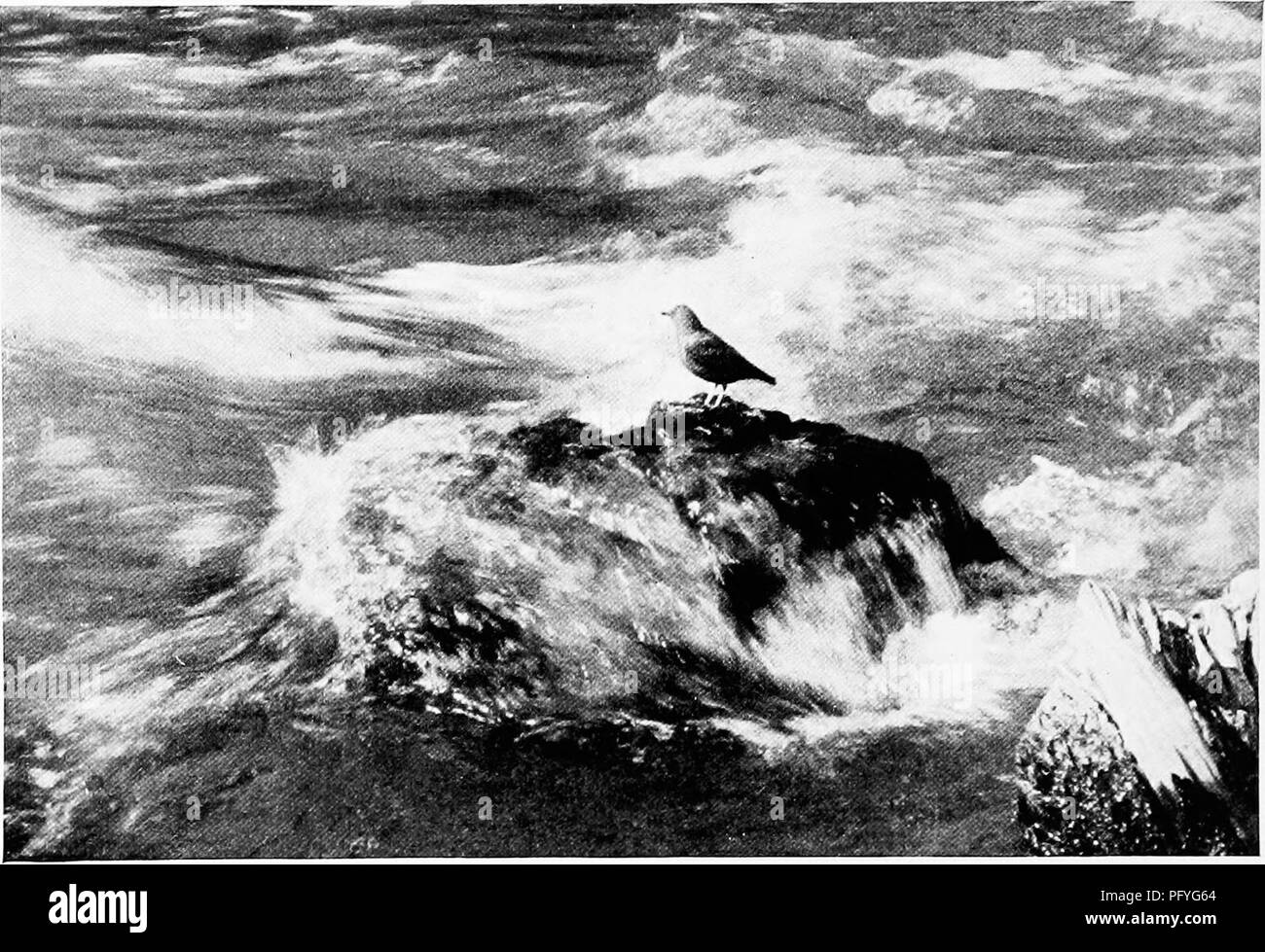 Water Ouzel High Resolution Stock Photography and Images - Alamy