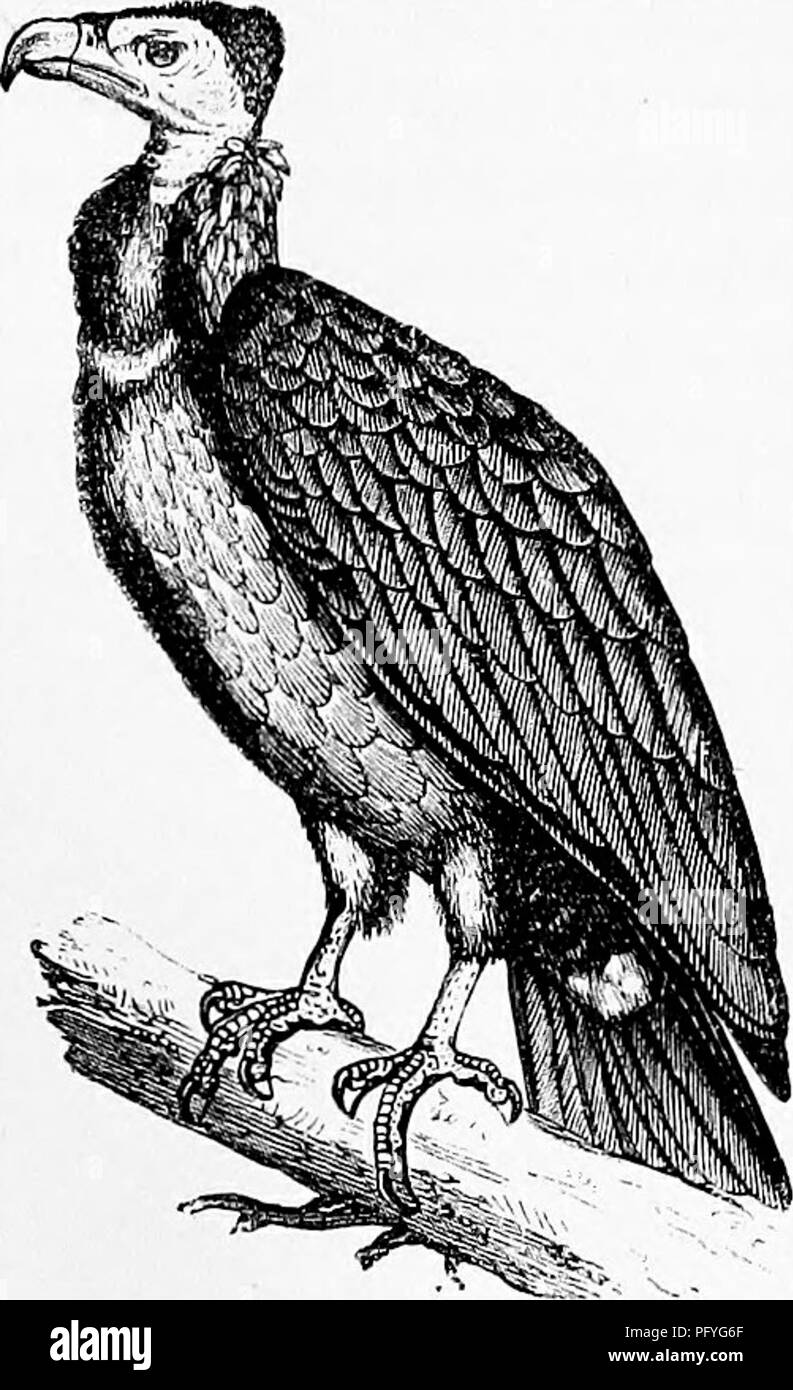 This entry from 'Reptiles and Birds' describes the vulture ...