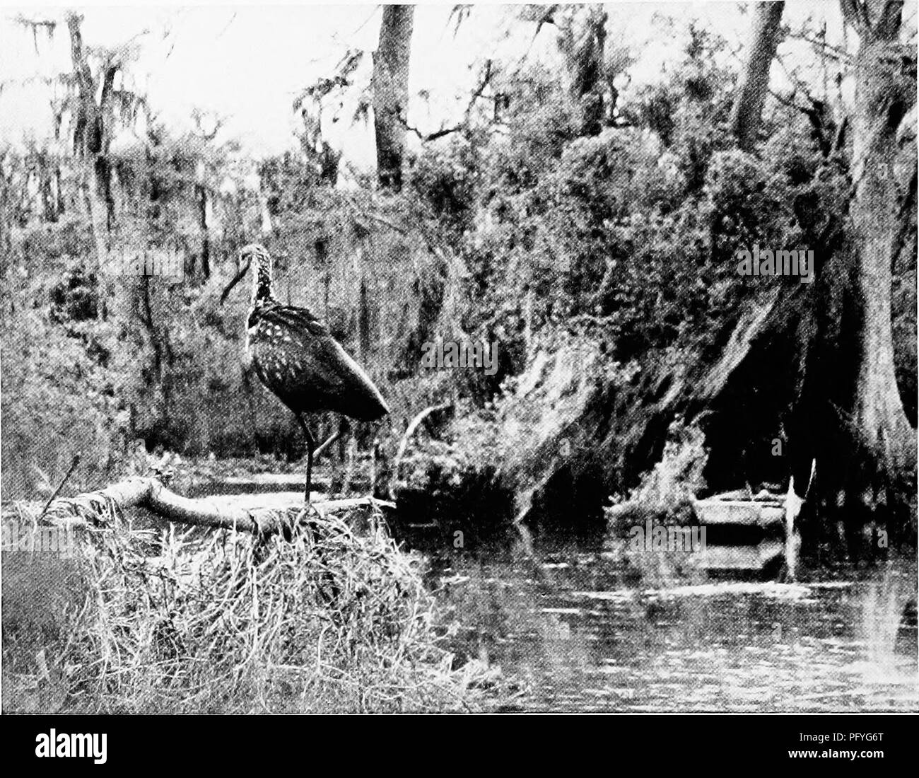 Limpkin birds Black and White Stock Photos & Images - Alamy