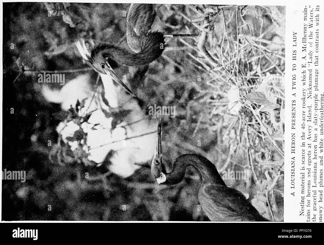 These articles from National Geographic explore various bird species ...