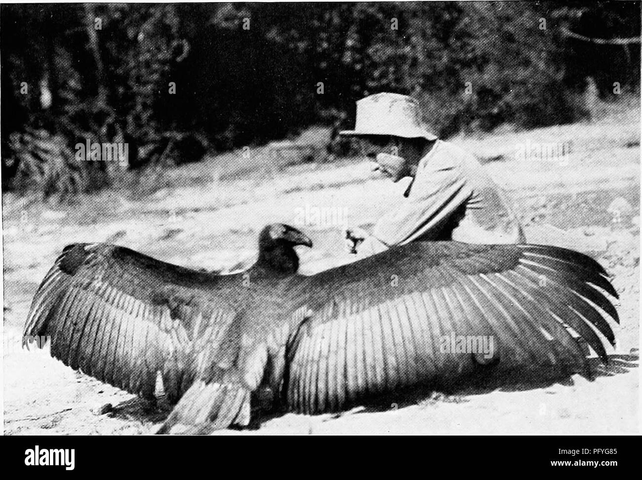 California condor and california Black and White Stock Photos & Images ...