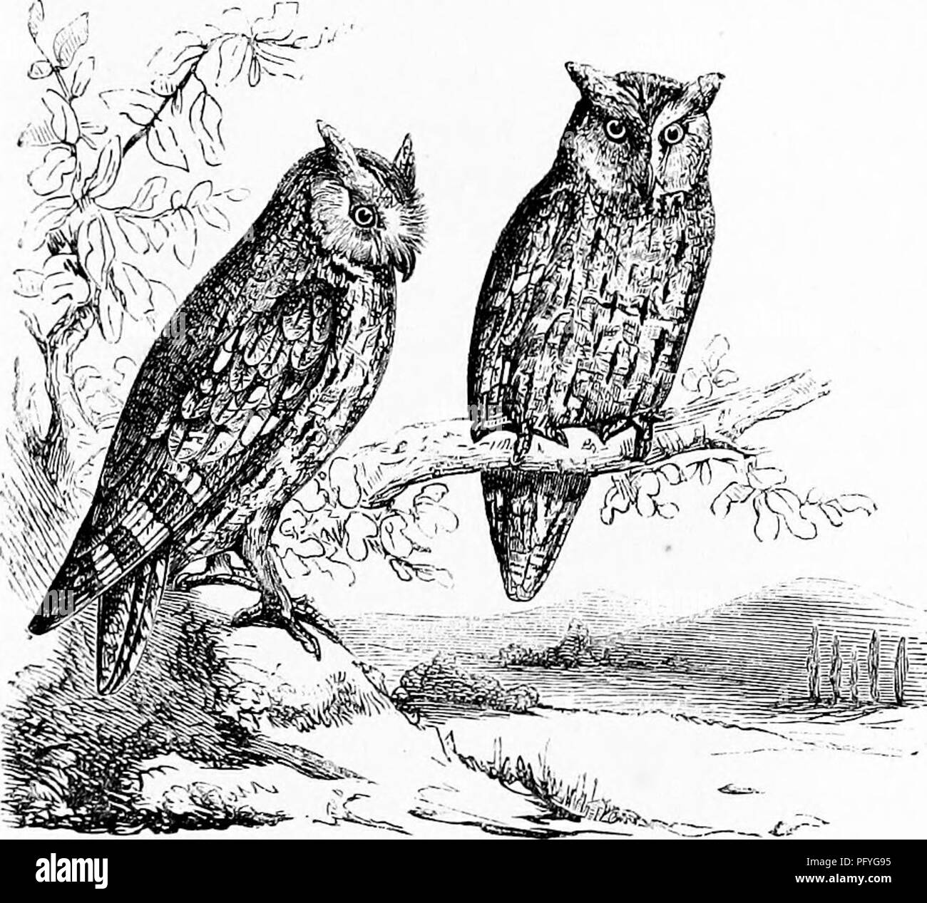 The Scops-Eared Owl (Scops) is a small owl native to the islands of the ...