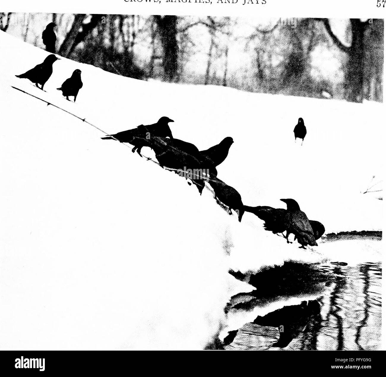 This article from National Geographic highlights the crow, a versatile ...