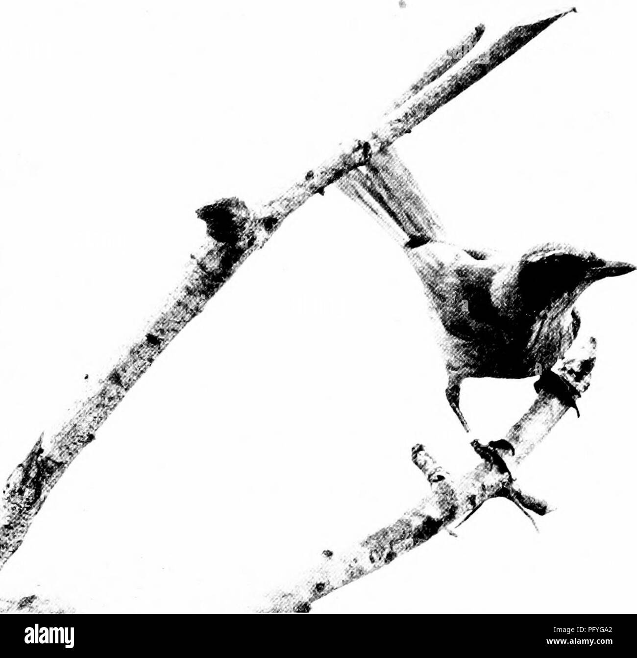 Cats are jerks hi-res stock photography and images - Alamy