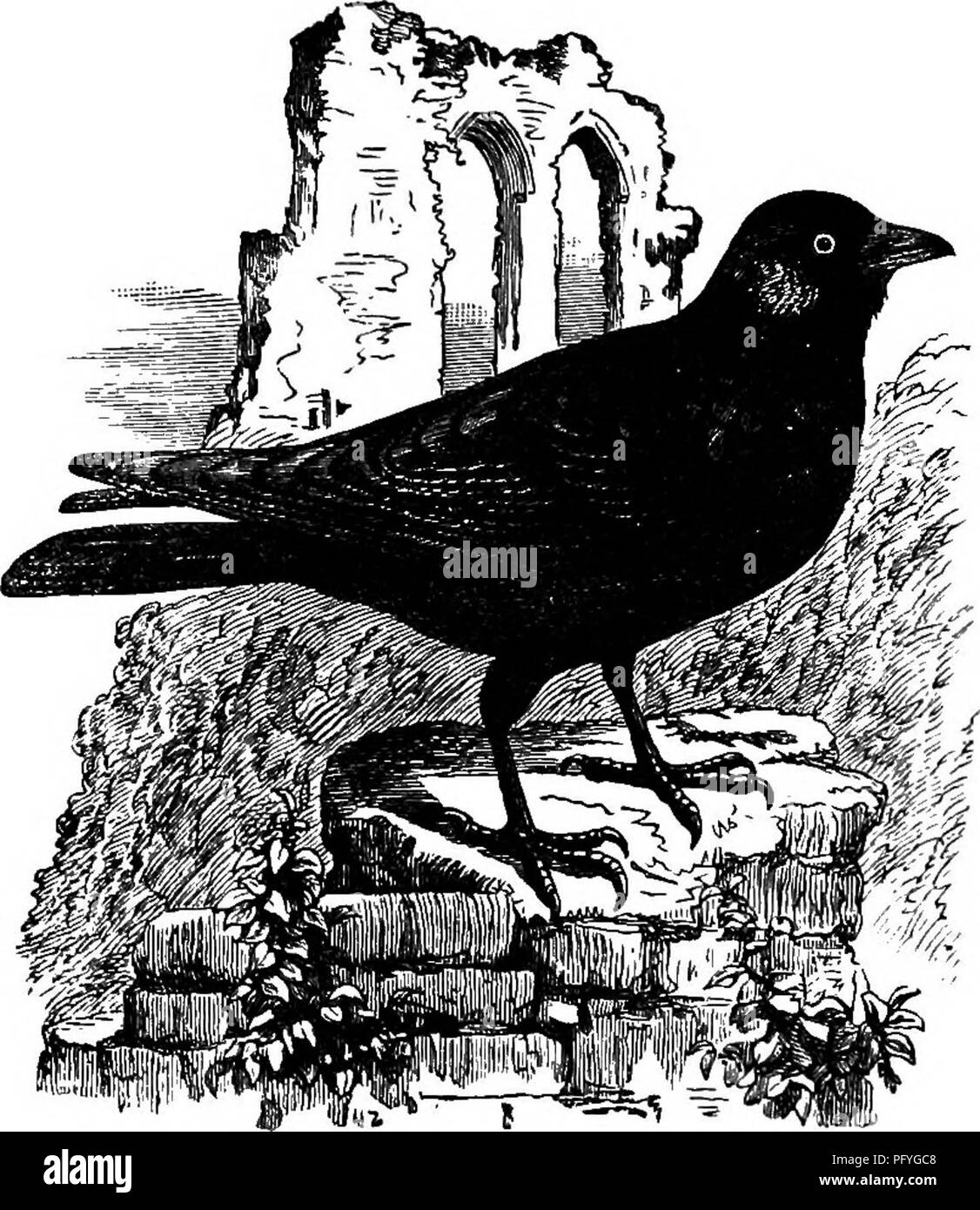 Rook size hi-res stock photography and images - Alamy