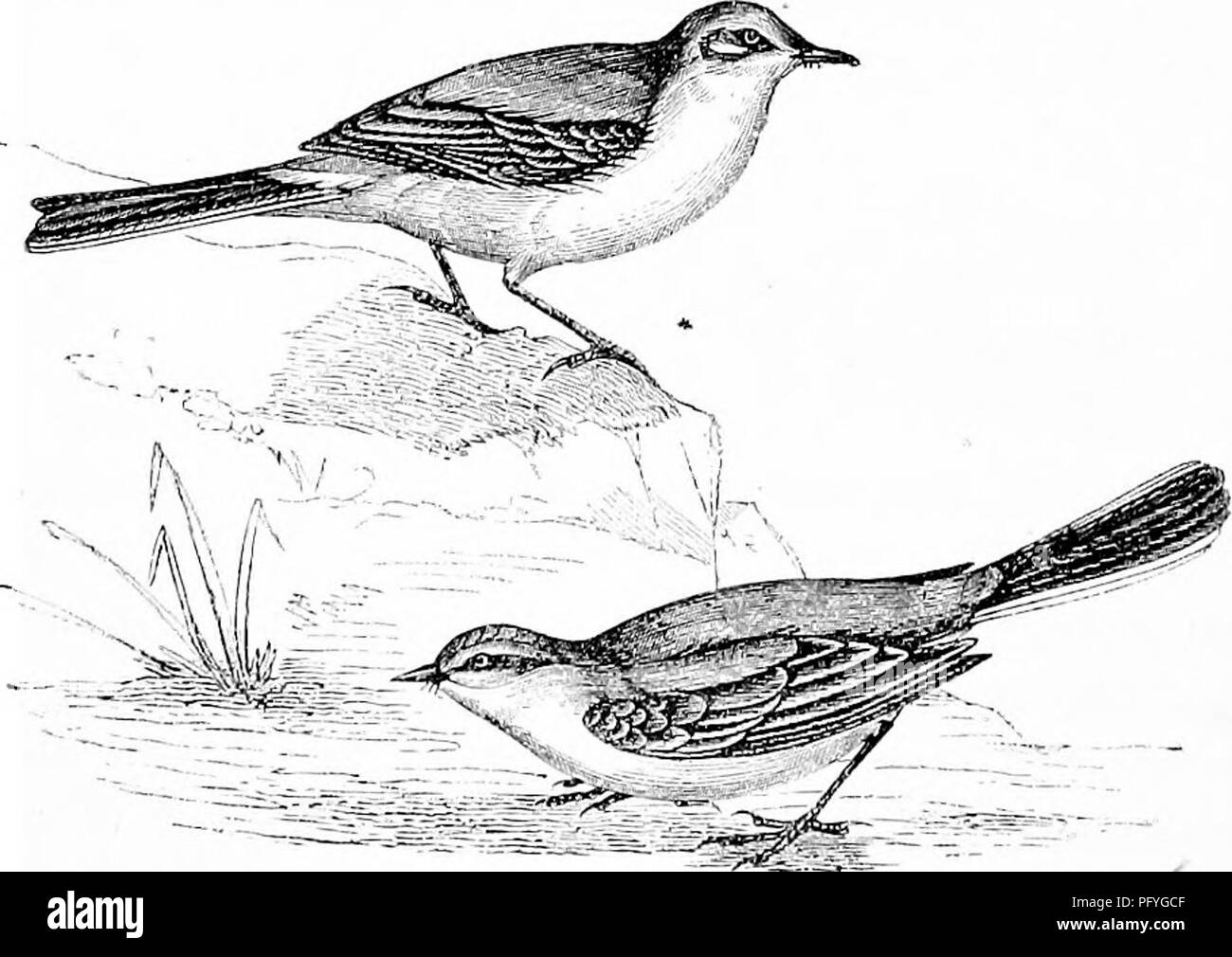 Long narrow pointed wings hi-res stock photography and images - Alamy