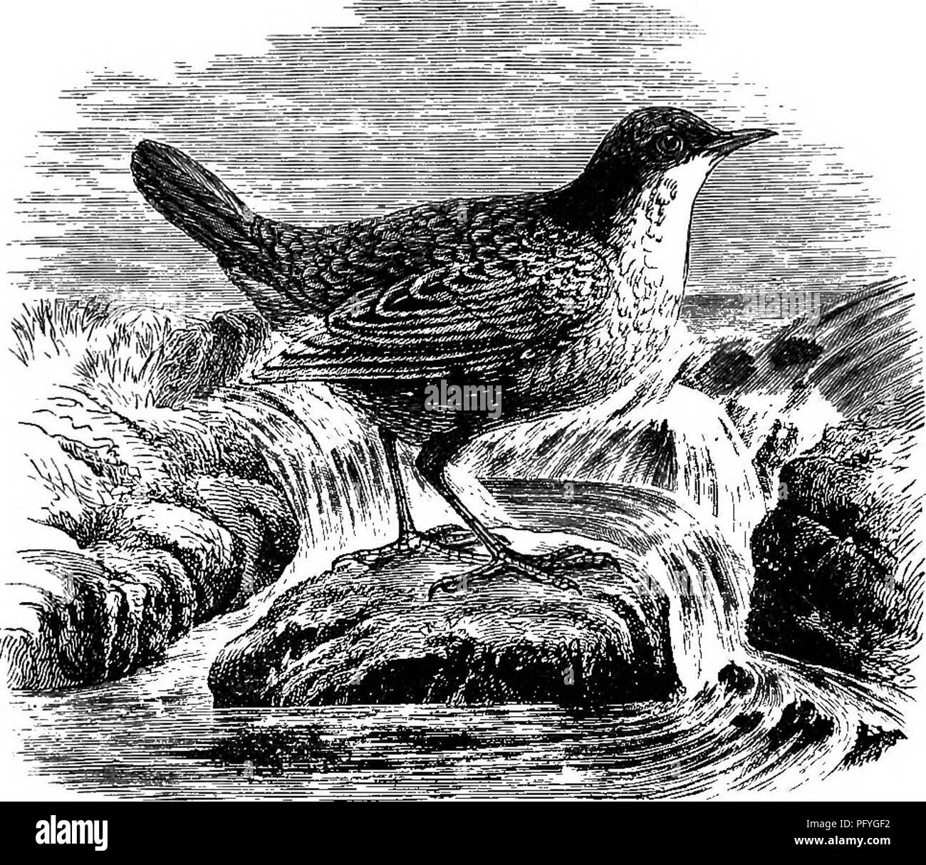 This collection of essays on ornithology focuses on the birdlife of ...