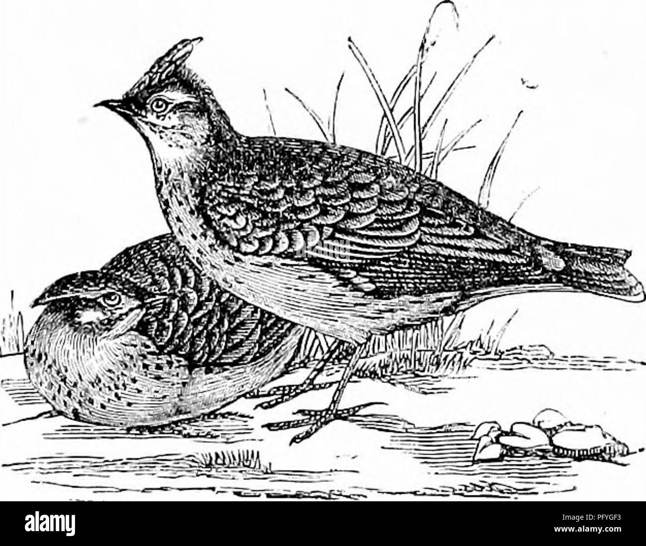 A natural cradle Black and White Stock Photos & Images - Alamy