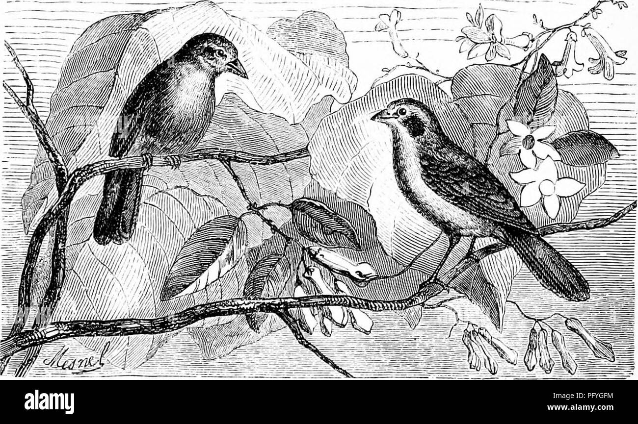 Reptiles and Birds. This account includes a description of Passerines ...