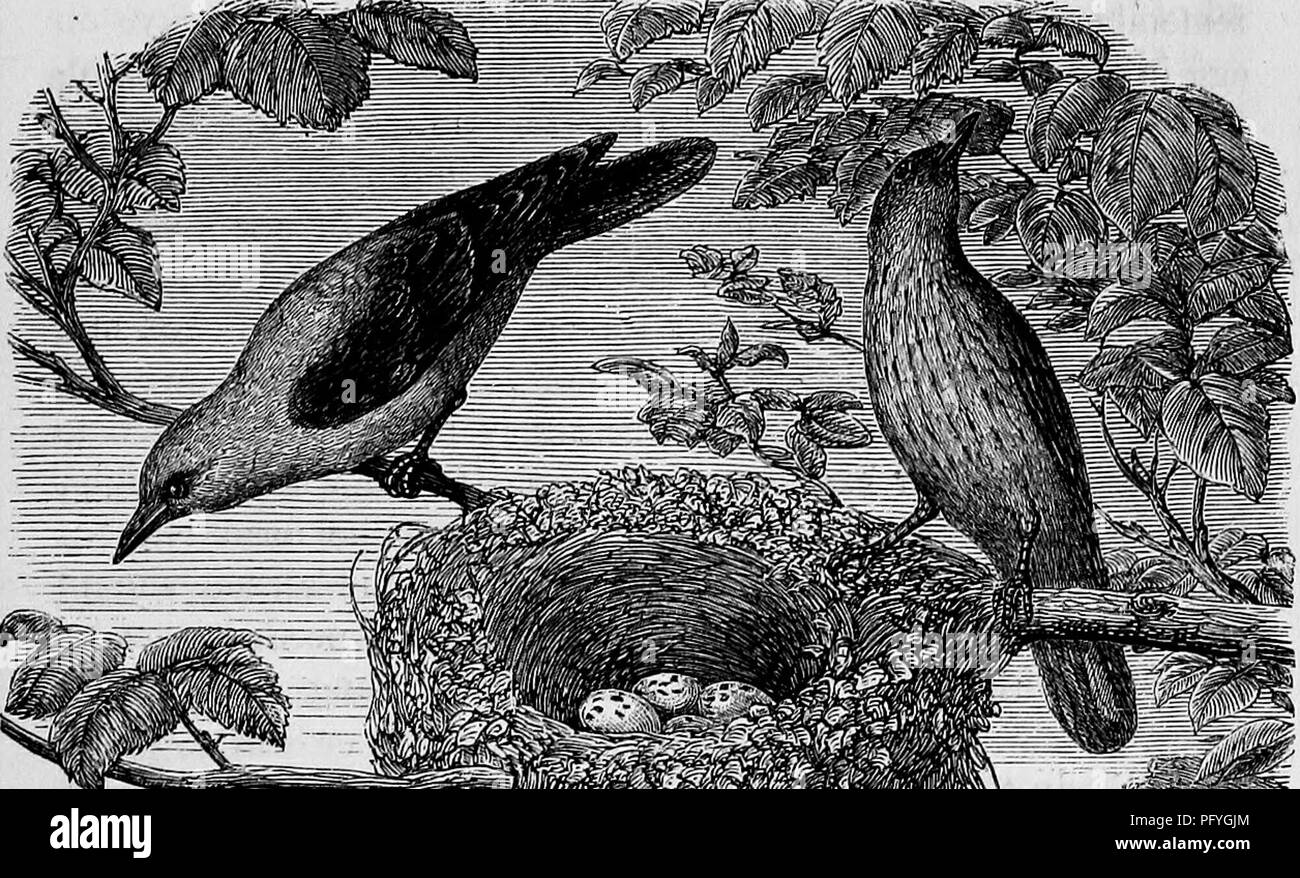 Havoc gunner hi-res stock photography and images - Alamy