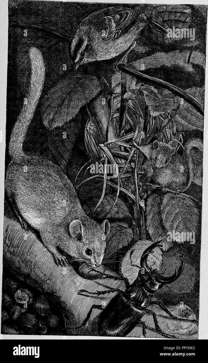 ‘Homes Without Hands’ by John George Wood provides an in-depth ...