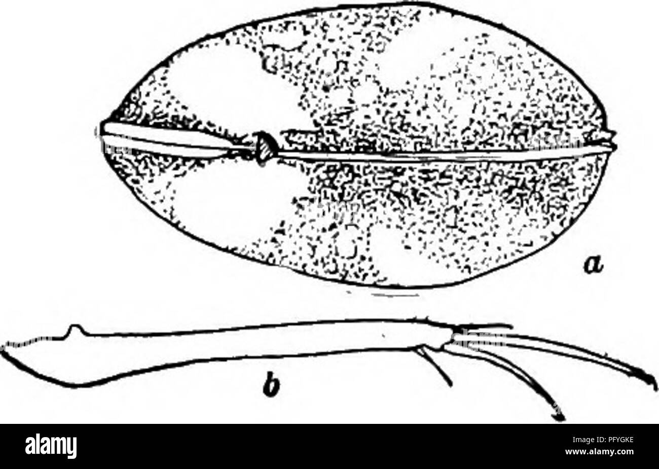 A detailed description of the Cypris reticulata, a species of ...