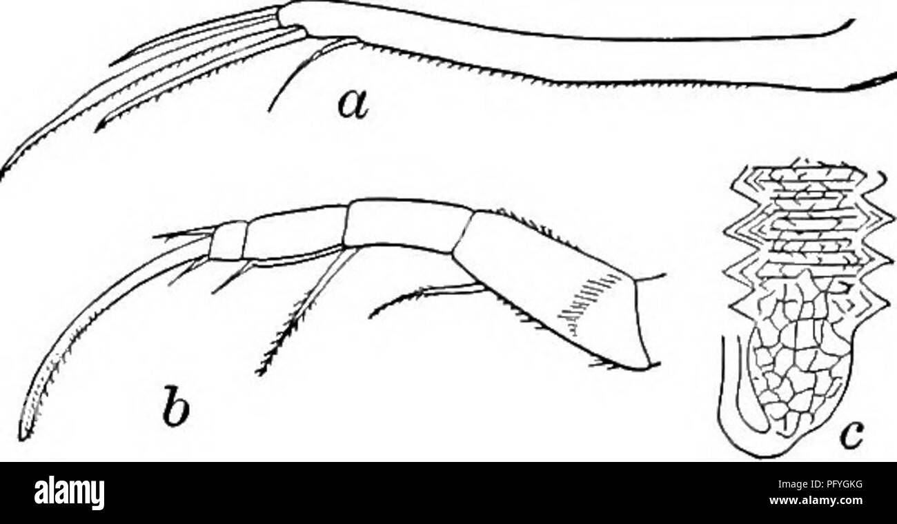 Long slightly curved claws hi-res stock photography and images - Alamy