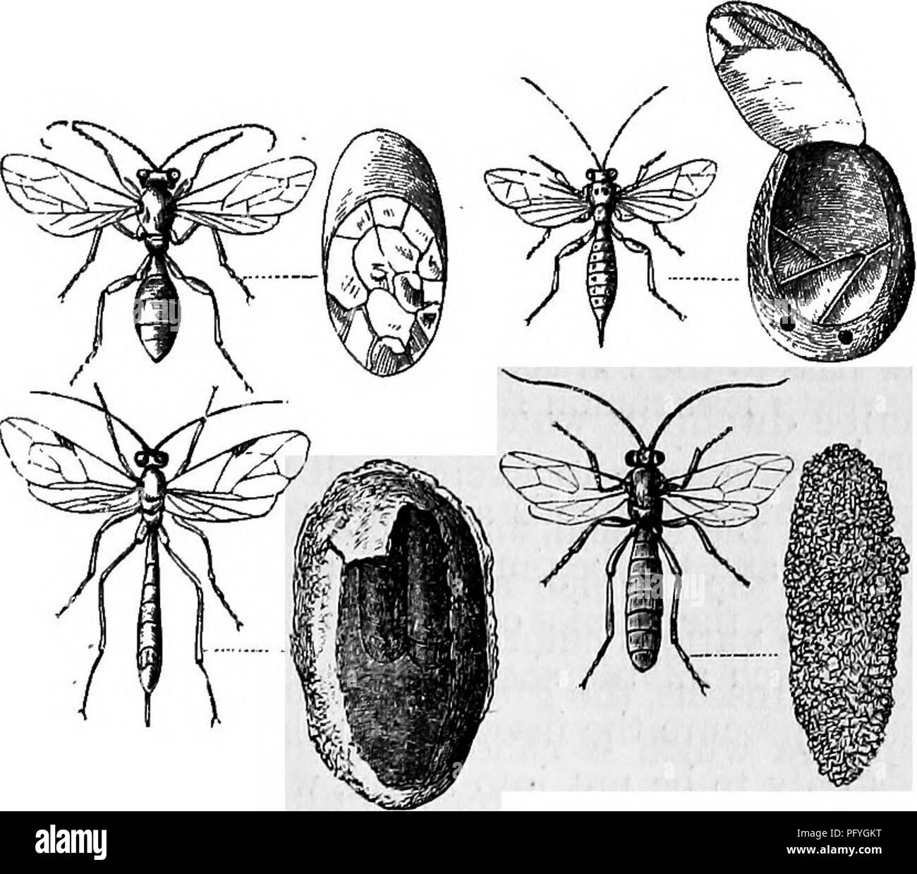 . Homes without hands : being a description of the habitations of ...