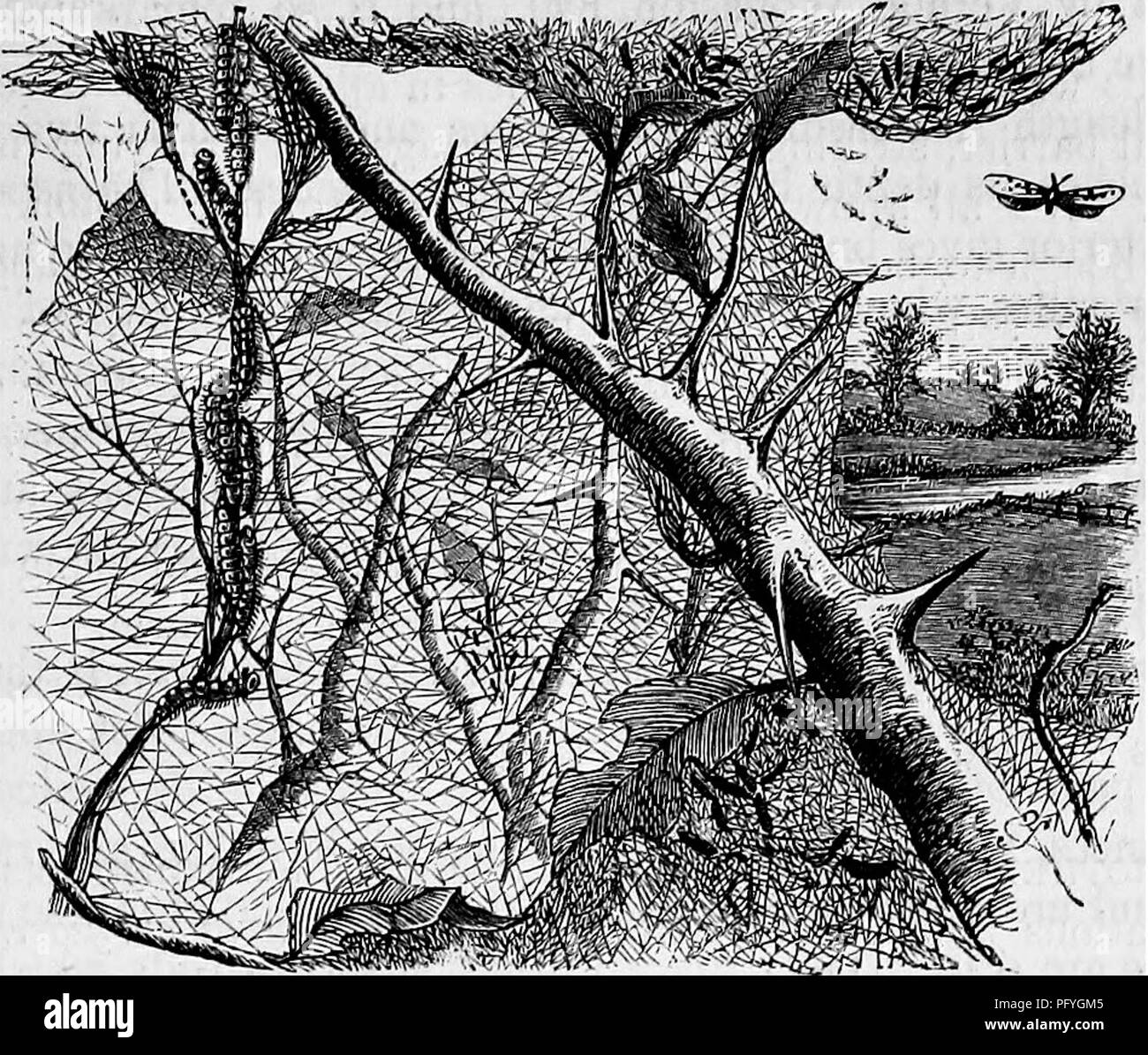 Spinning moth caterpillars Black and White Stock Photos & Images - Alamy