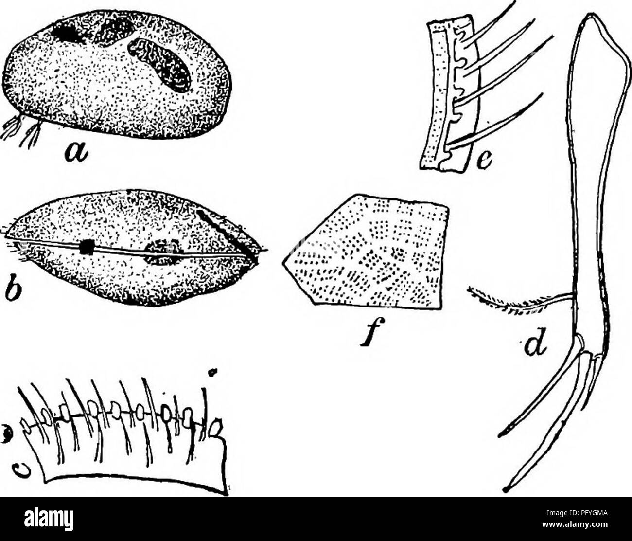 Anterior tubercles hi-res stock photography and images - Alamy