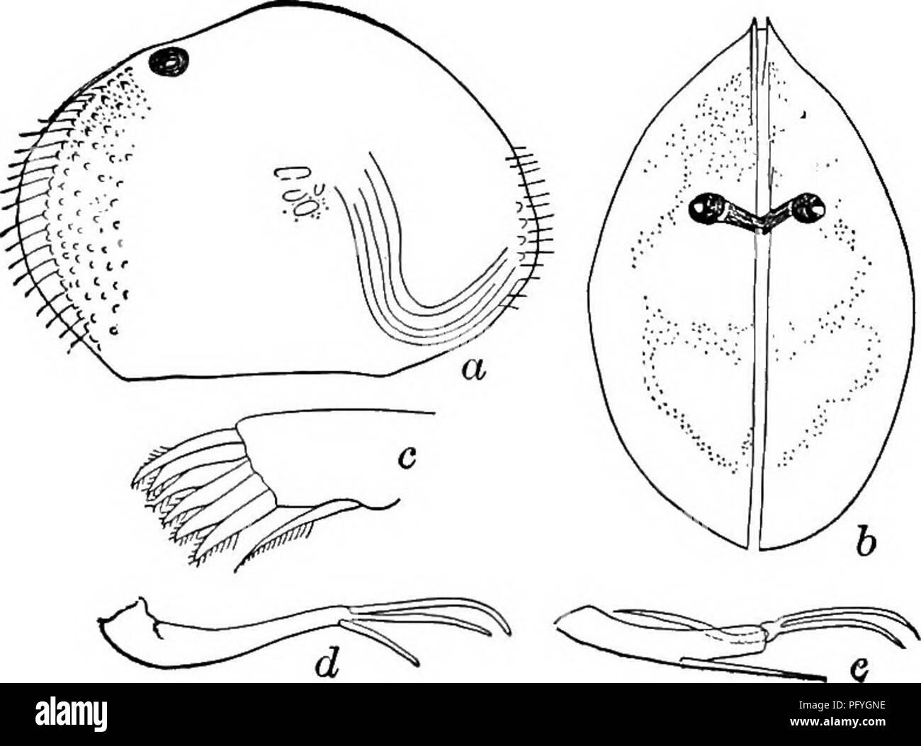 Maxillary Process High Resolution Stock Photography and Images - Alamy