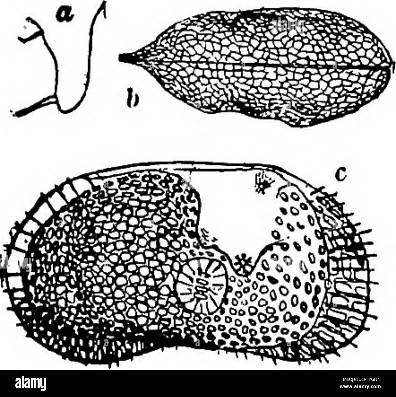 Blunt claws hi-res stock photography and images - Alamy