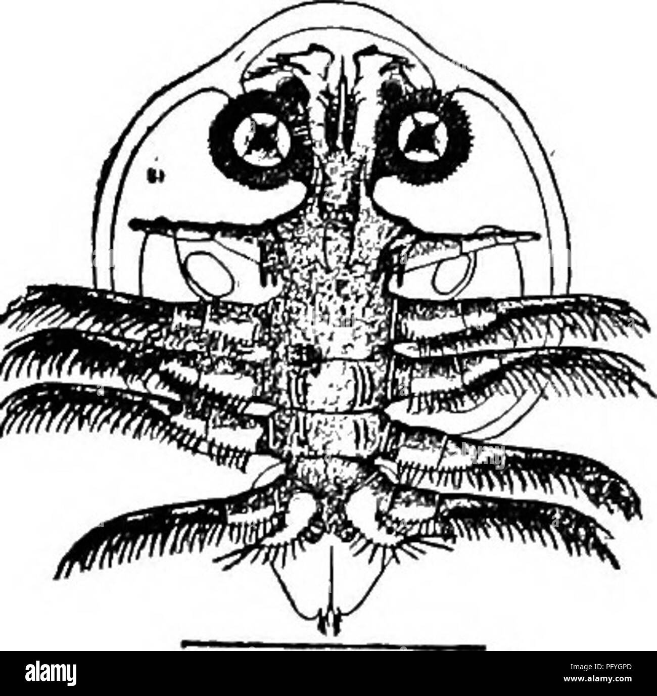 Argulus versicolor hi-res stock photography and images - Alamy