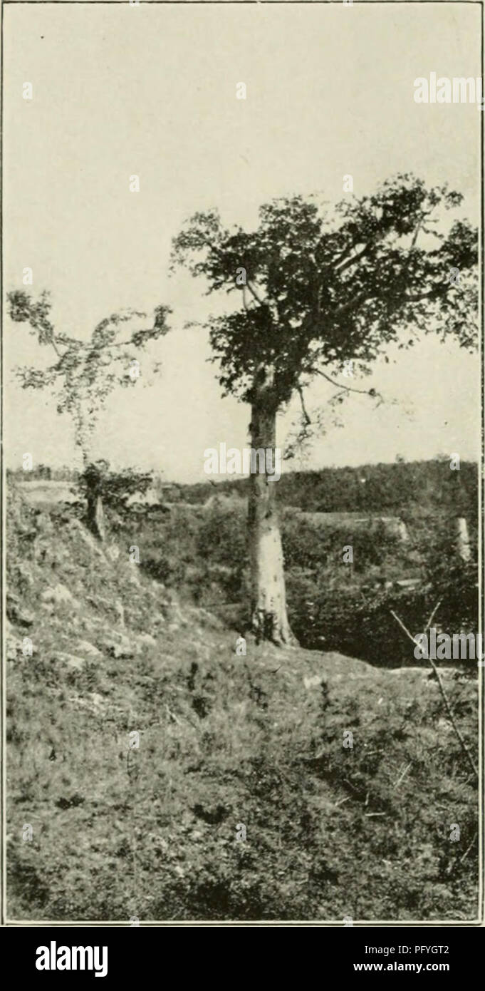 The Ceiba, or Silk-Cotton Tree, is a prominent feature of the Cuban ...