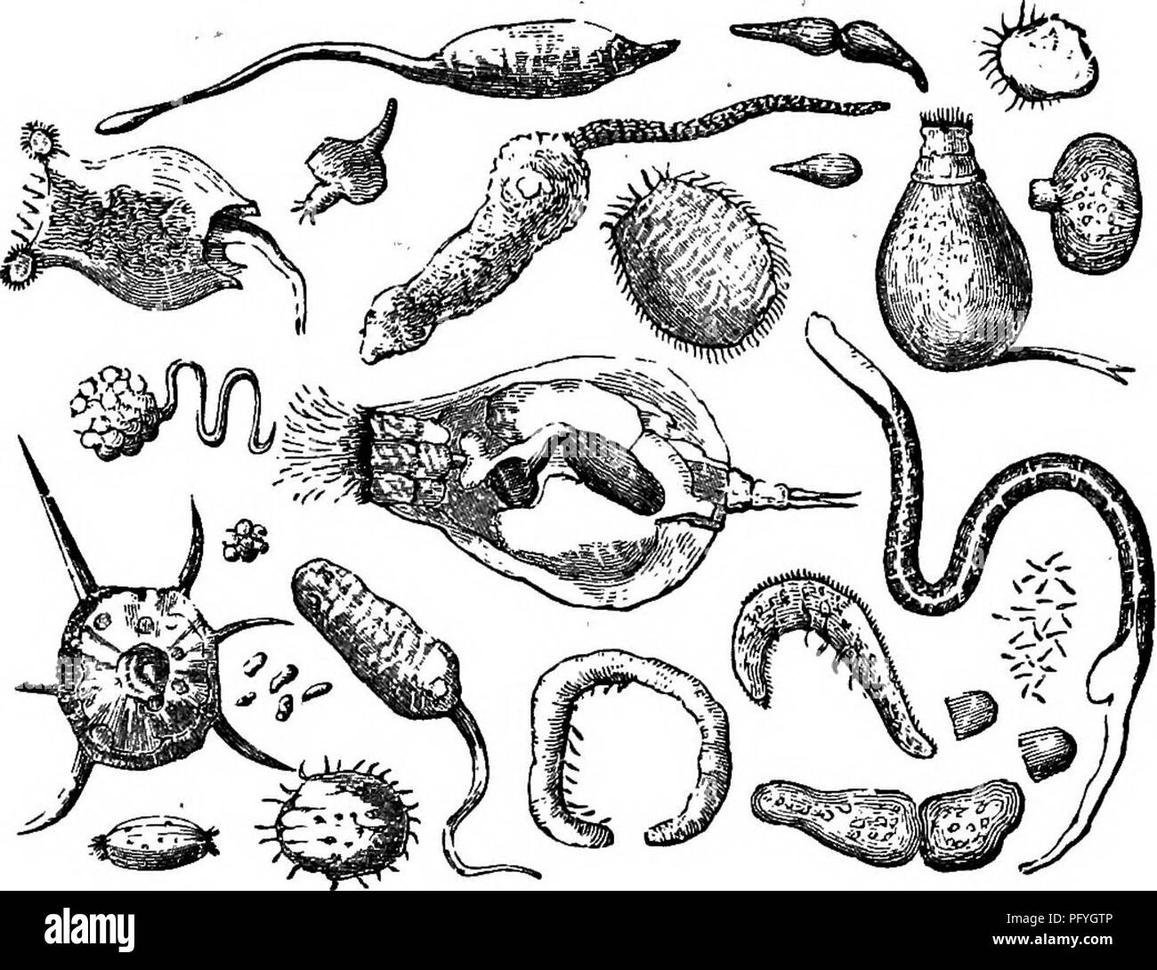 Adaptation Of Animals Drawings