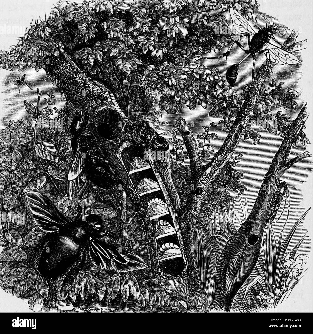 This work by John George Wood and others explores the various ...