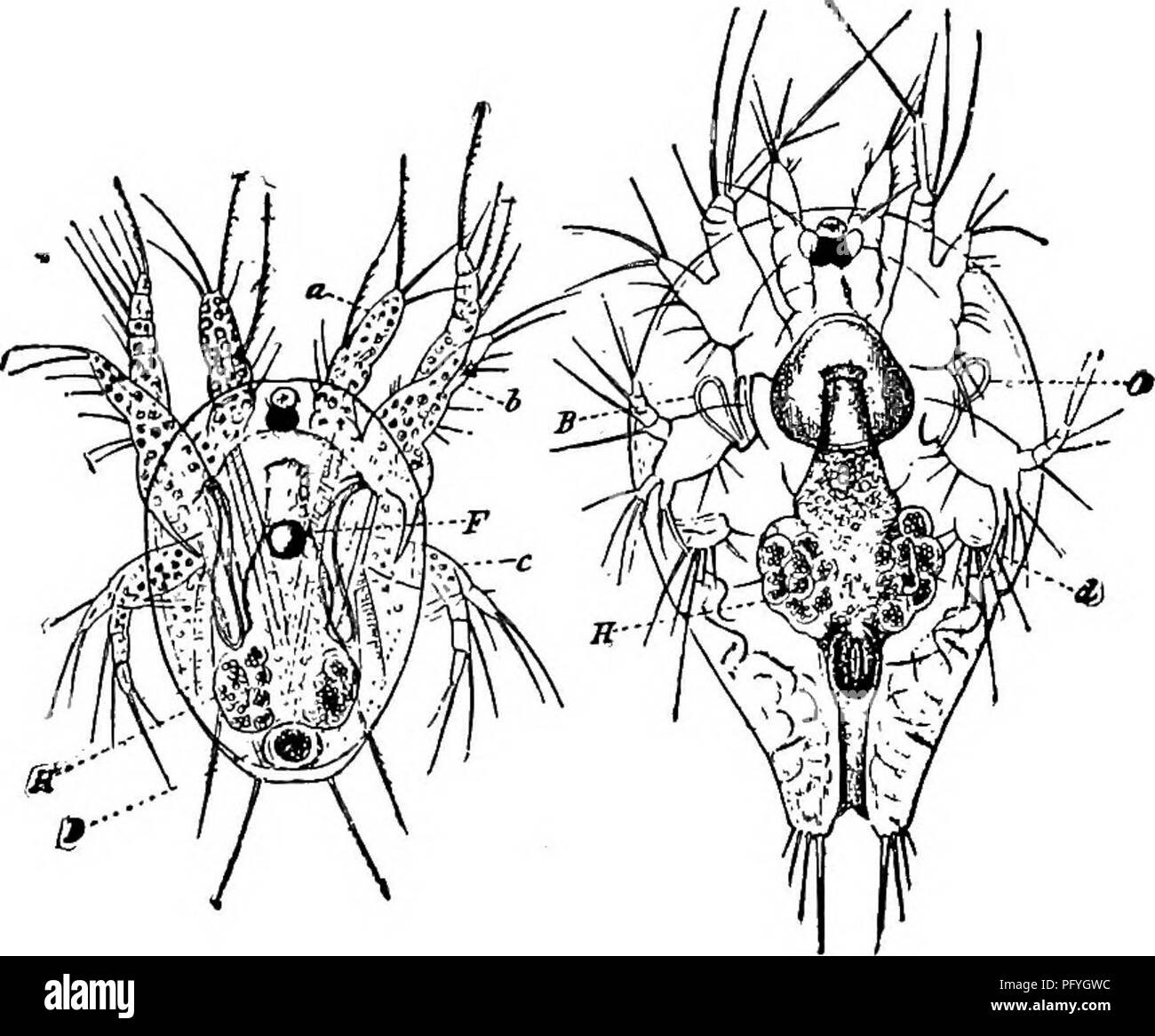 This study focuses on the morphology and function of the fifth feet in ...