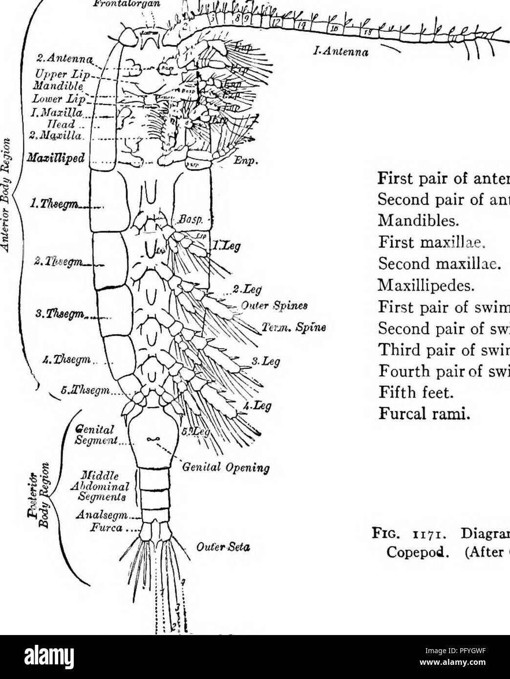 Copepoda plankton Black and White Stock Photos & Images - Alamy