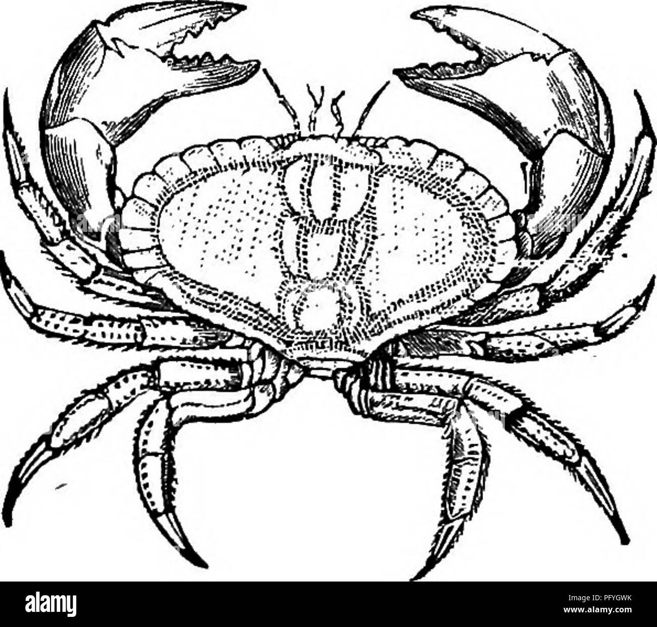 External shell characteristics hi-res stock photography and images - Alamy