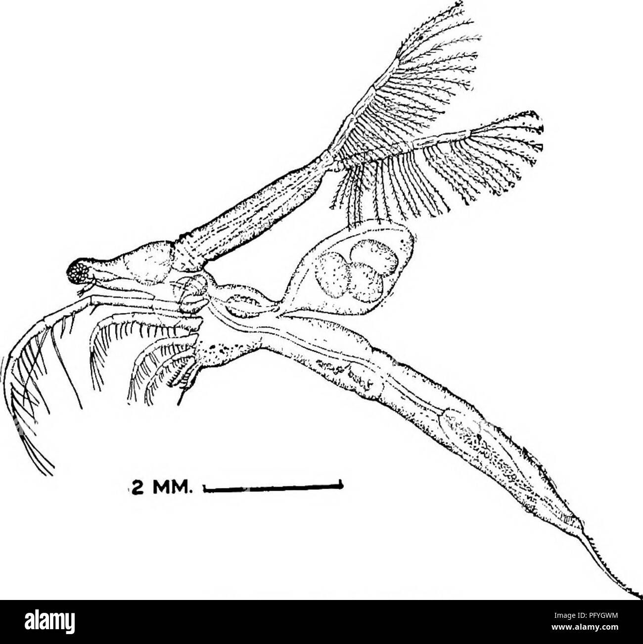 This work provides an overview of freshwater biology, focusing on the ...