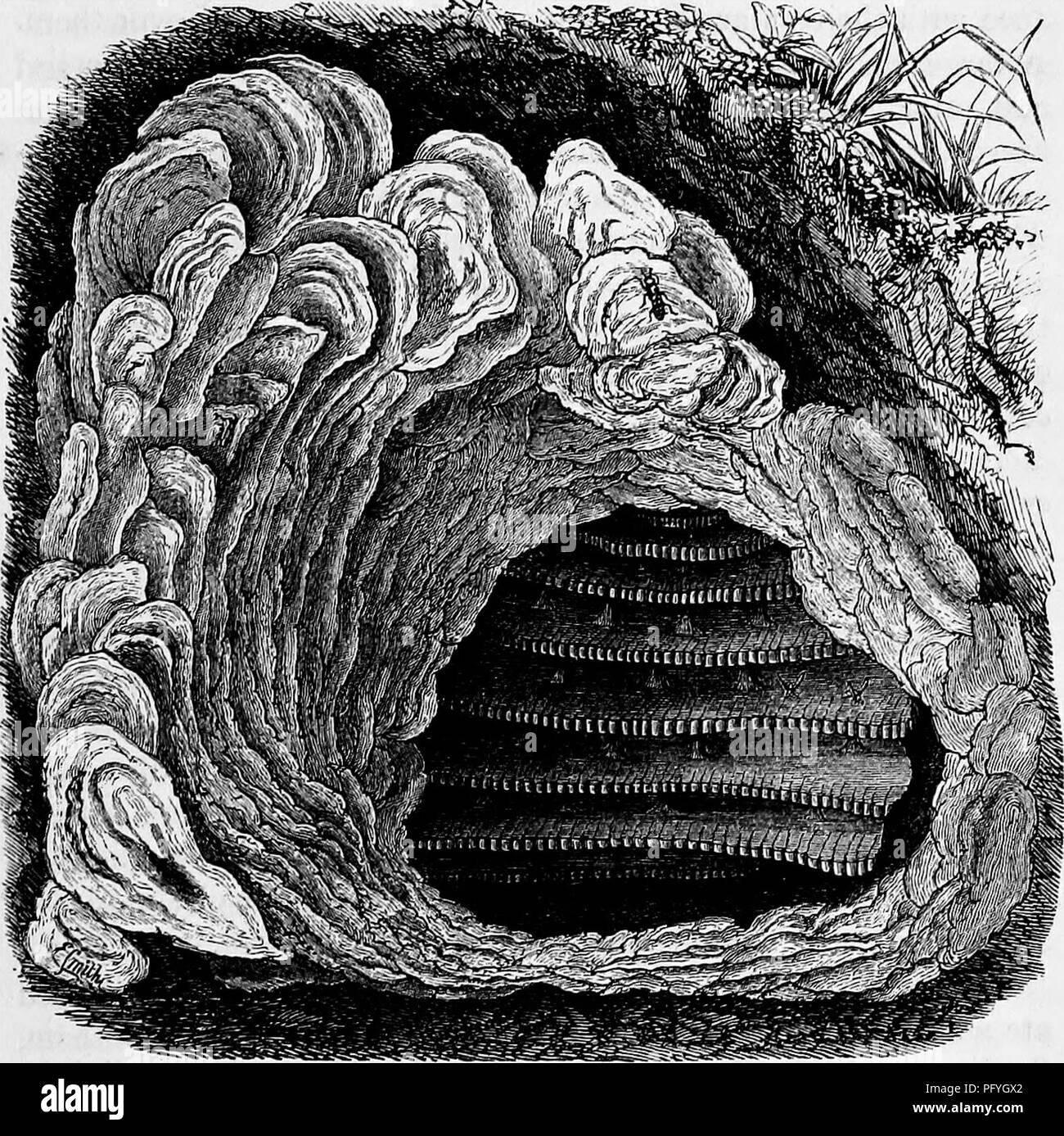 . Homes without hands : being a description of the habitations of ...