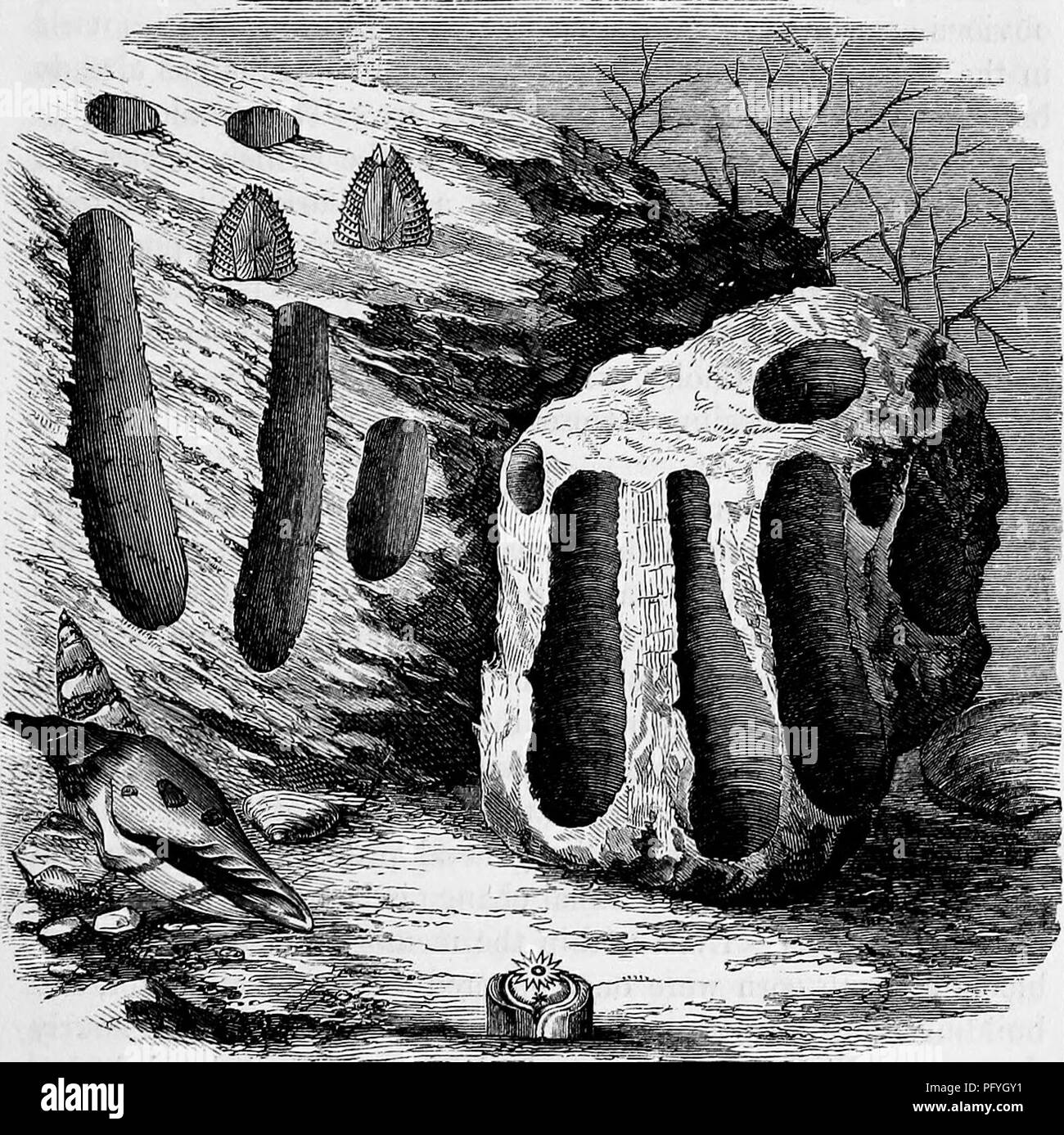 Piddock shell hi-res stock photography and images - Alamy