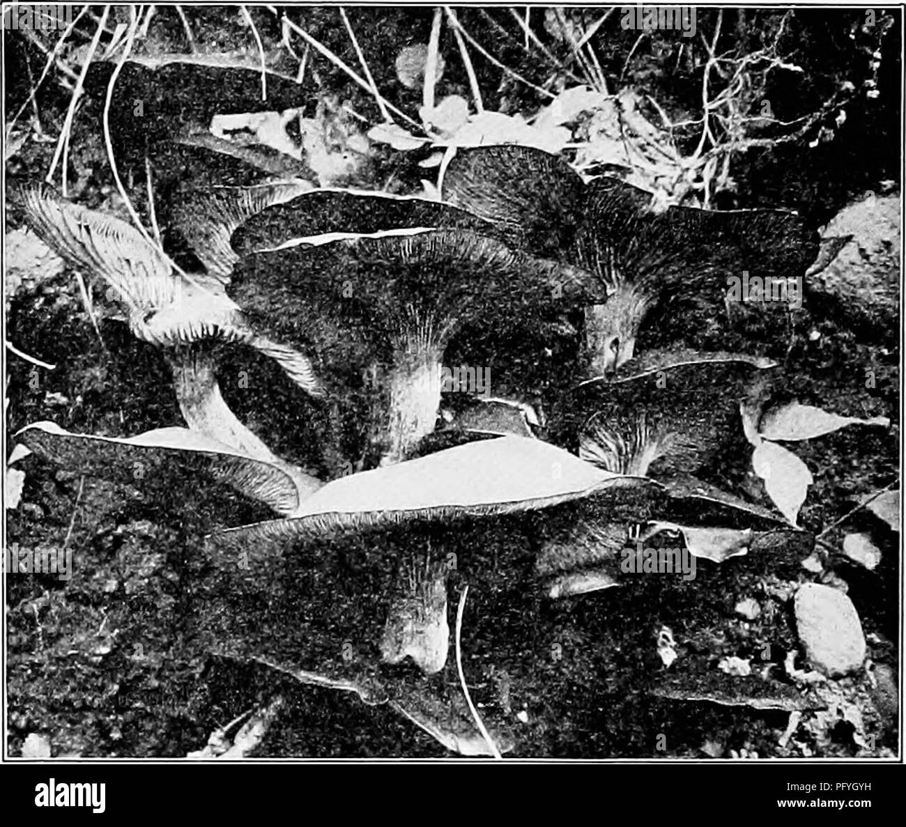 Guide on nature photography aimed at sportsmen and naturalists ...