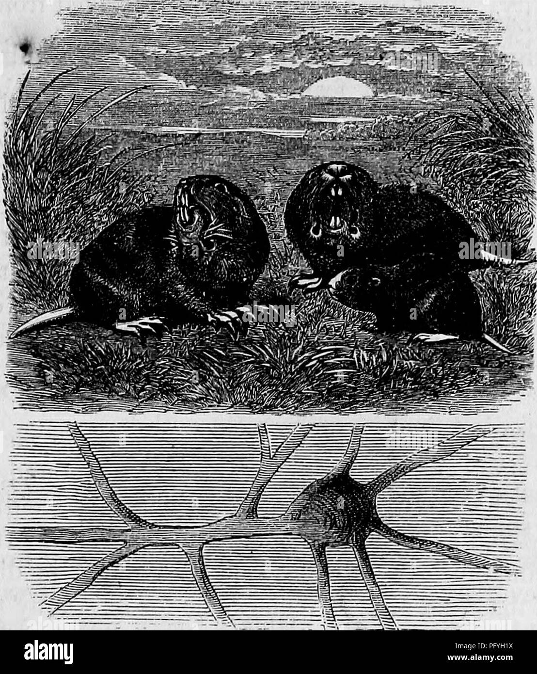 This image features the Canada Pouched Bat, an animal known for its ...