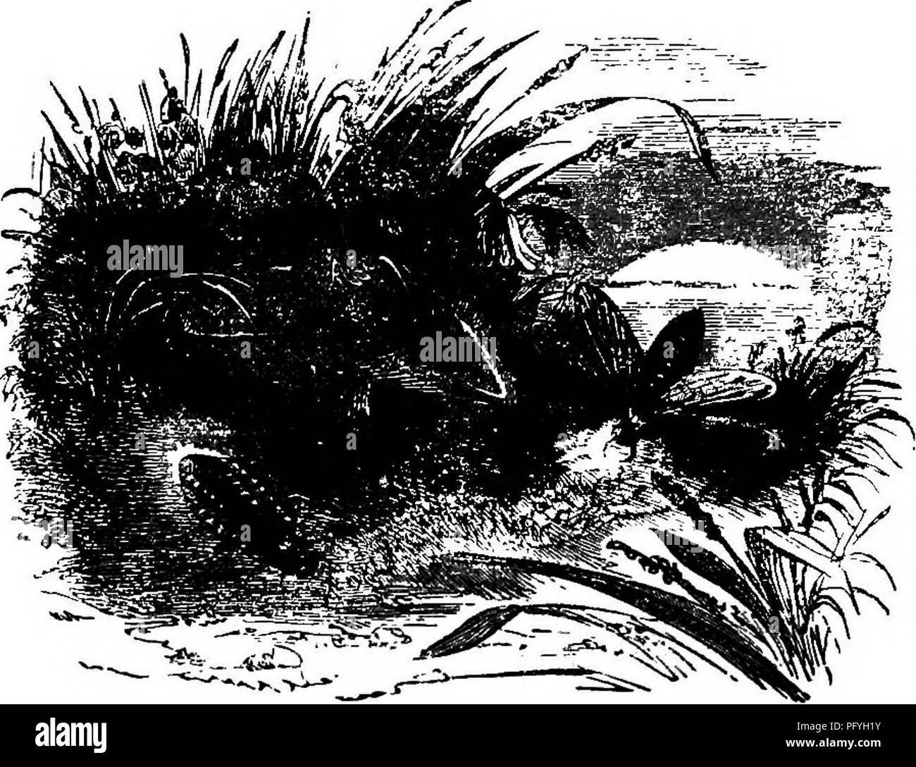 The glow-worm is a small bioluminescent insect known for emitting light ...