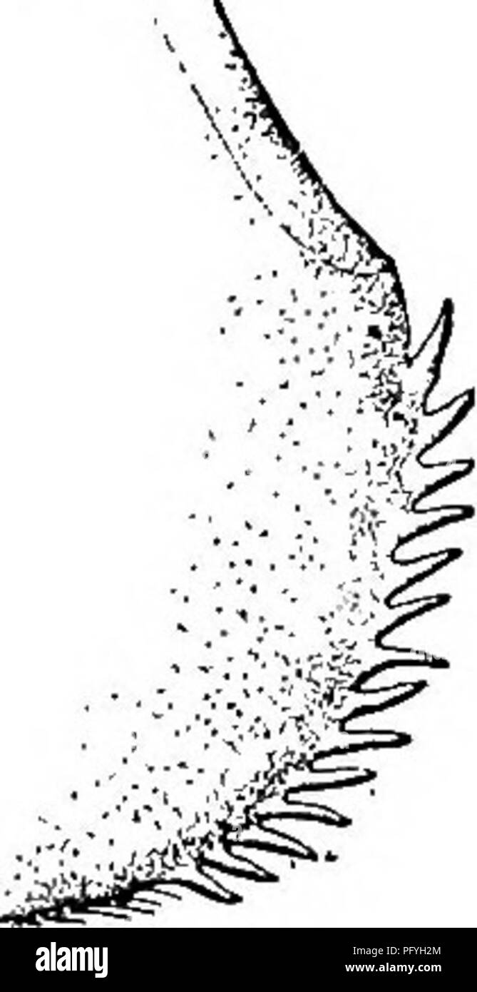 20 whole teeth Black and White Stock Photos & Images - Alamy