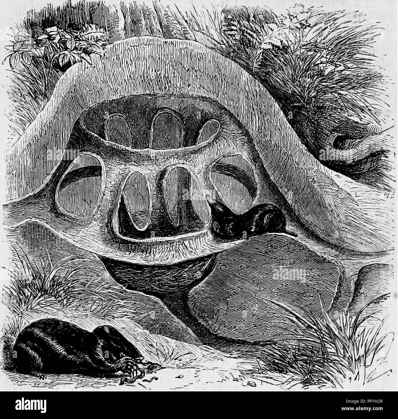 This illustration from 'Homes Without Hands' depicts the complex and ...