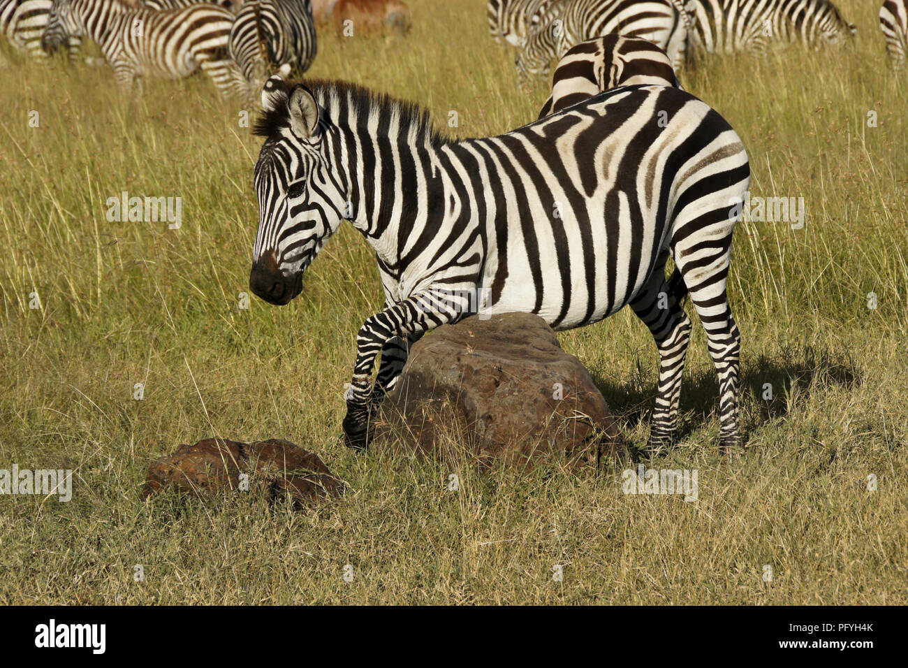 Burchell's (common, plains) zebra scratches its belly on a rock while ...