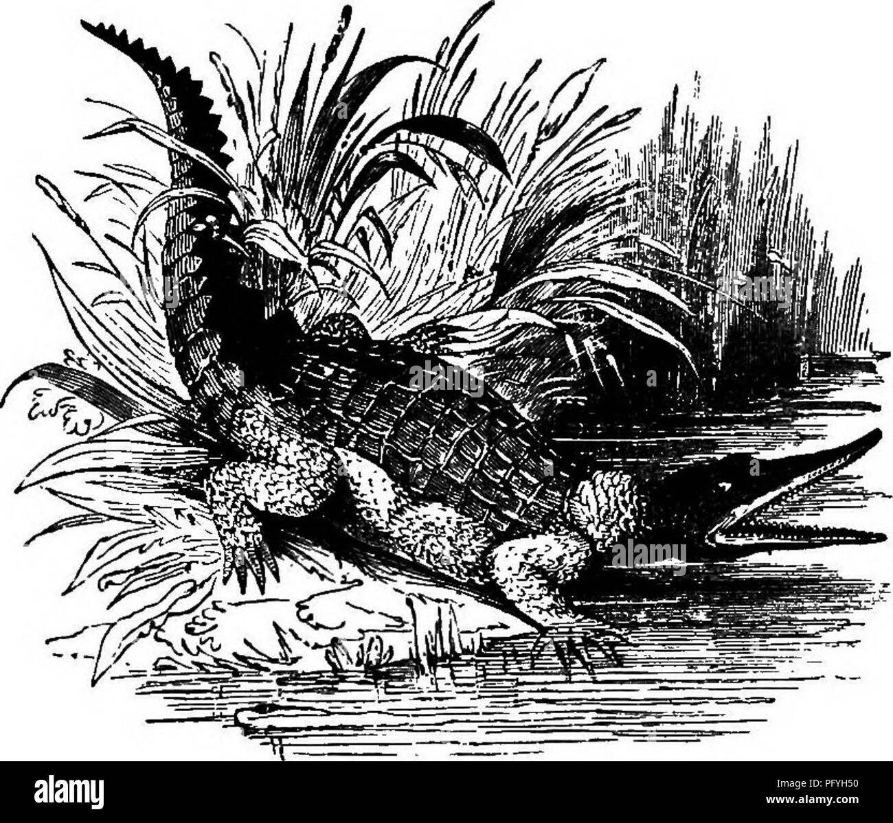 Alligator characteristics hi-res stock photography and images - Alamy