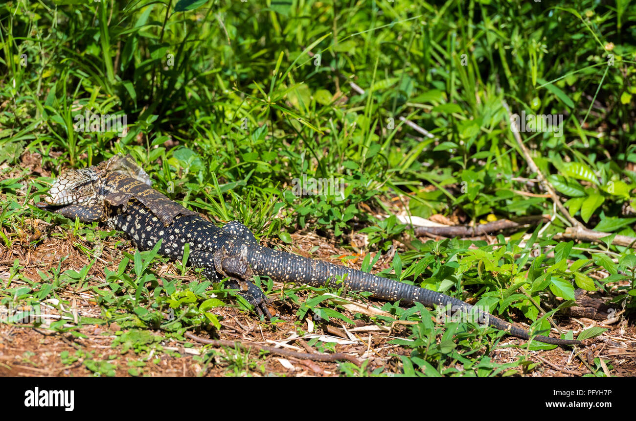 Lizard in the sun molting, Garganta del Diablo, Brazil, Argentina Stock ...