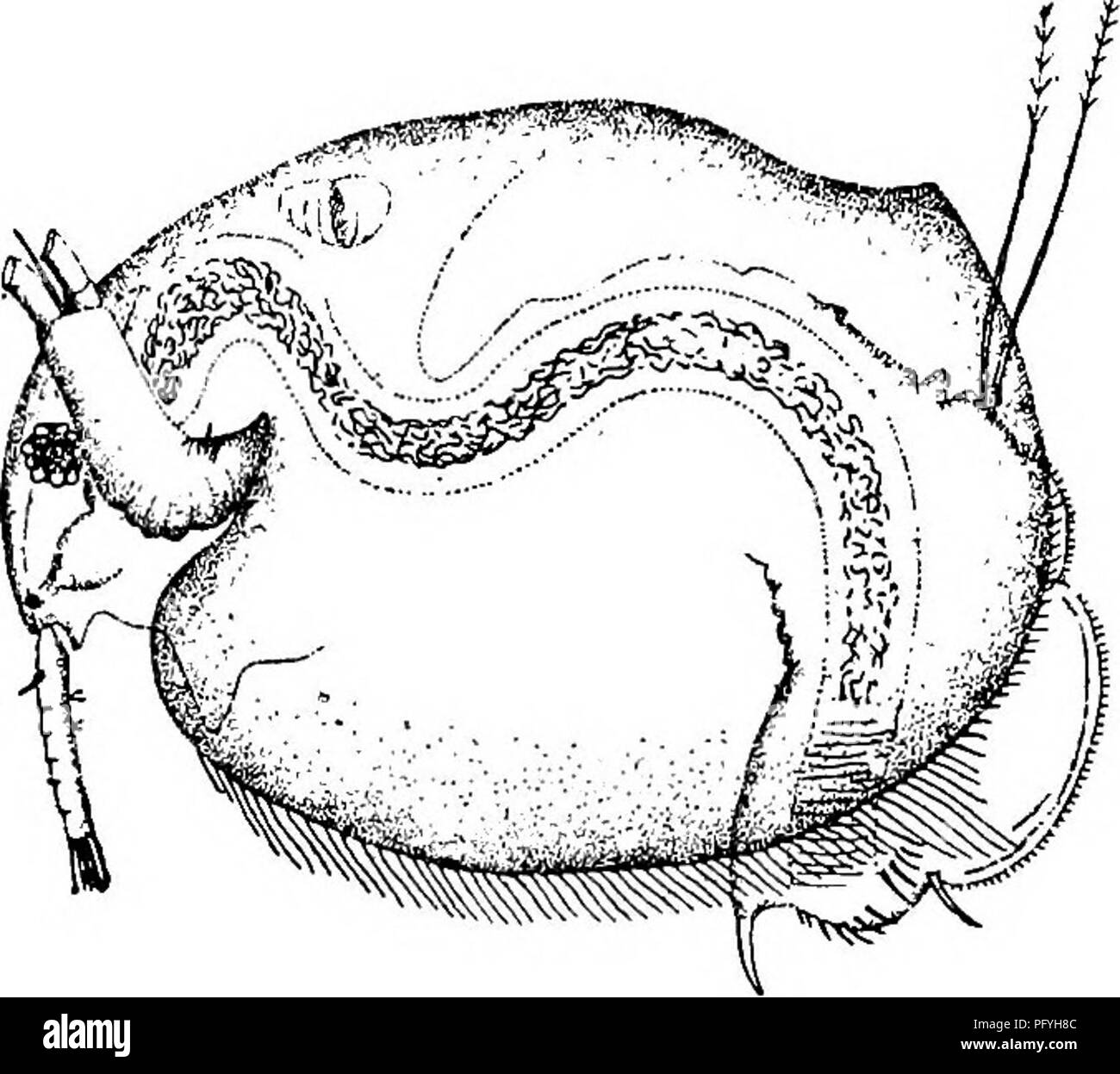 This image illustrates the biology of freshwater organisms, focusing on ...
